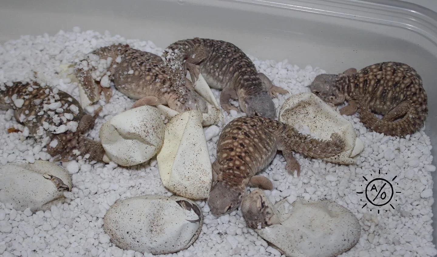 Uromastyx – Arids Only