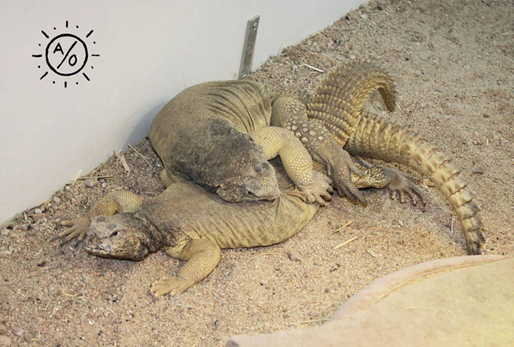 Uromastyx Care Guide | Arids Only