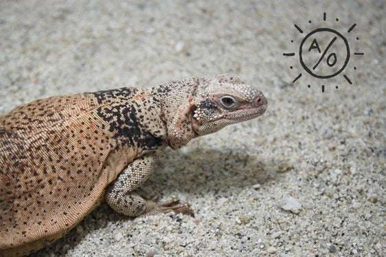 Chuckwalla Care Guide – Arids Only